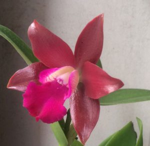 6 Most Beautiful Red Orchids Varieties Today - Xu Farm