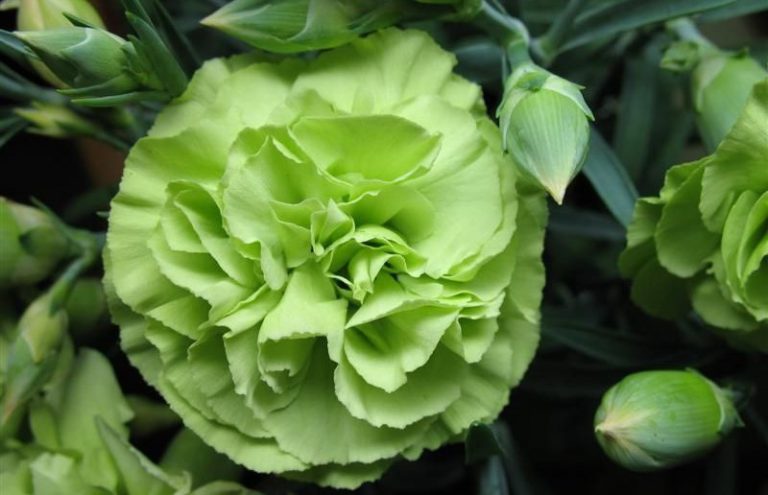 Carnation Flower Meaning - Symbolism and Significance - Xu Farm