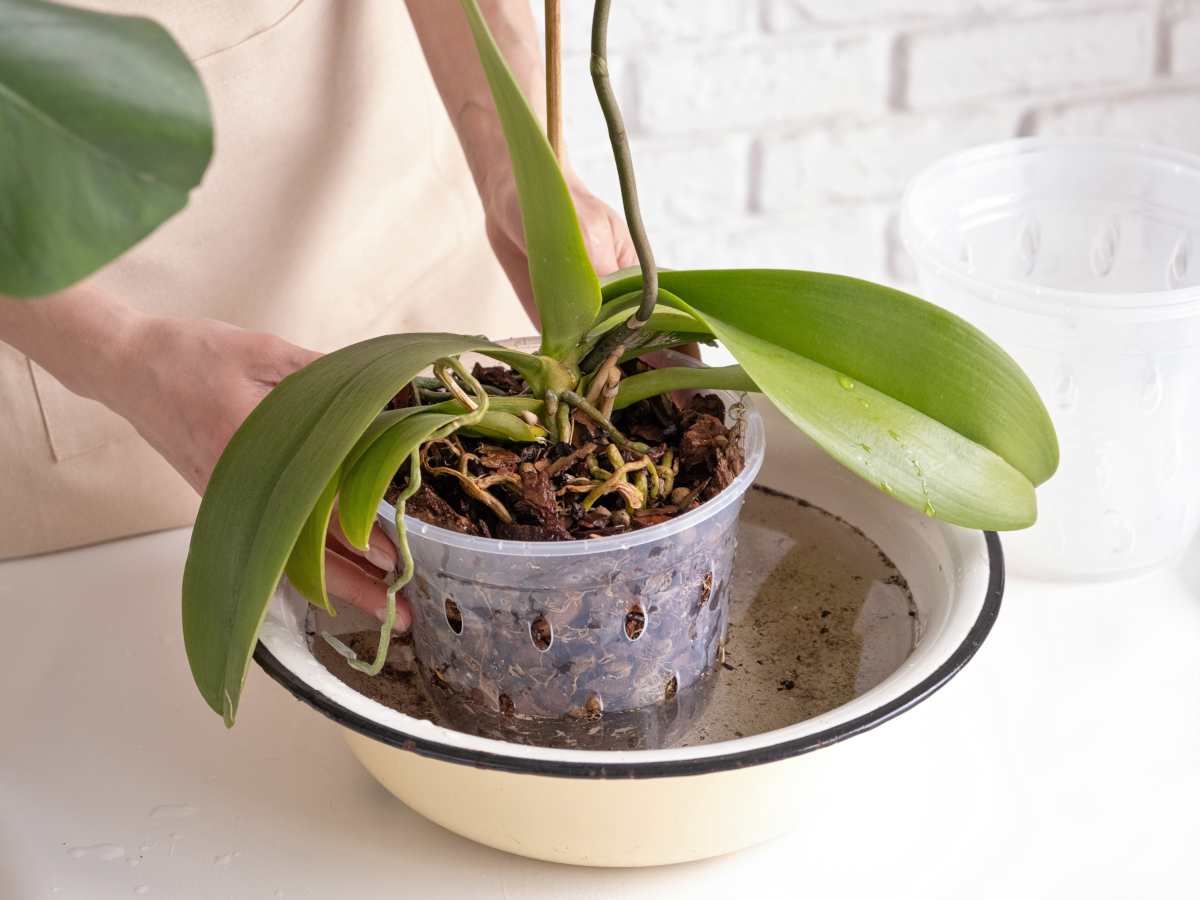 Cultivating Orchid in Water: A Comprehensive Guide - Xu Farm