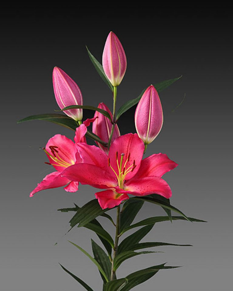 Lily Flower Meaning and Their Symbolism Through Colors - Xu Farm