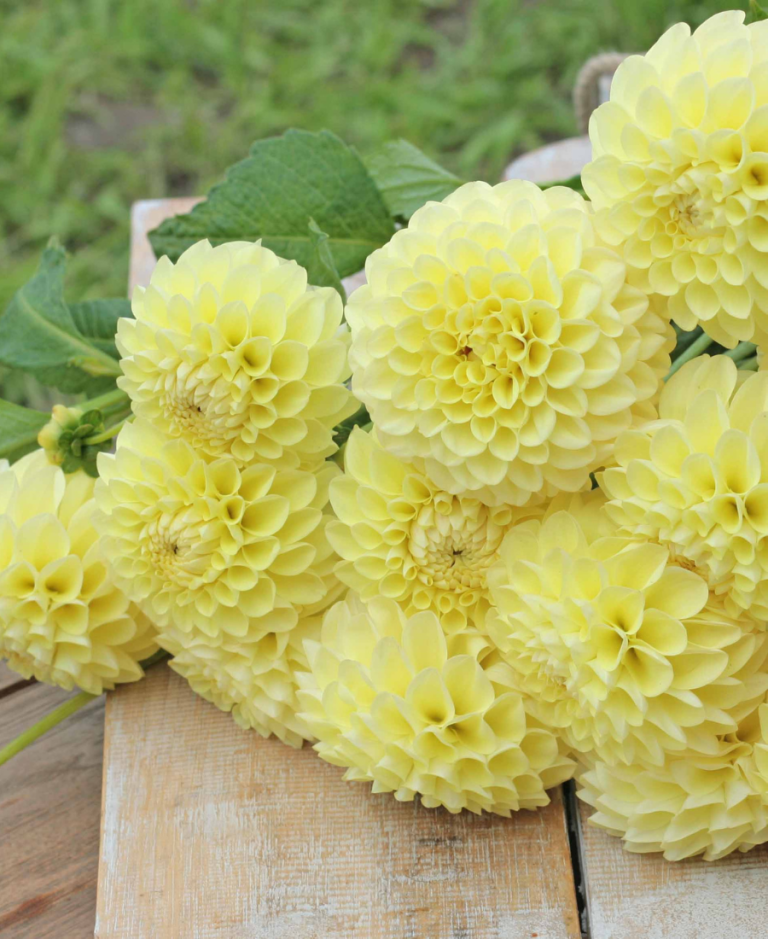 Meaning of Yellow Flowers and When to Gift Them - Xu Farm