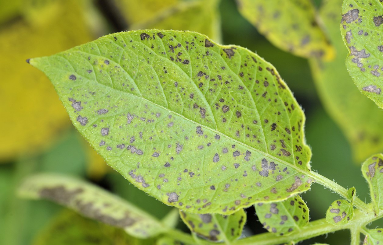 How to prevent and treat potato plant diseases - Xu Farm