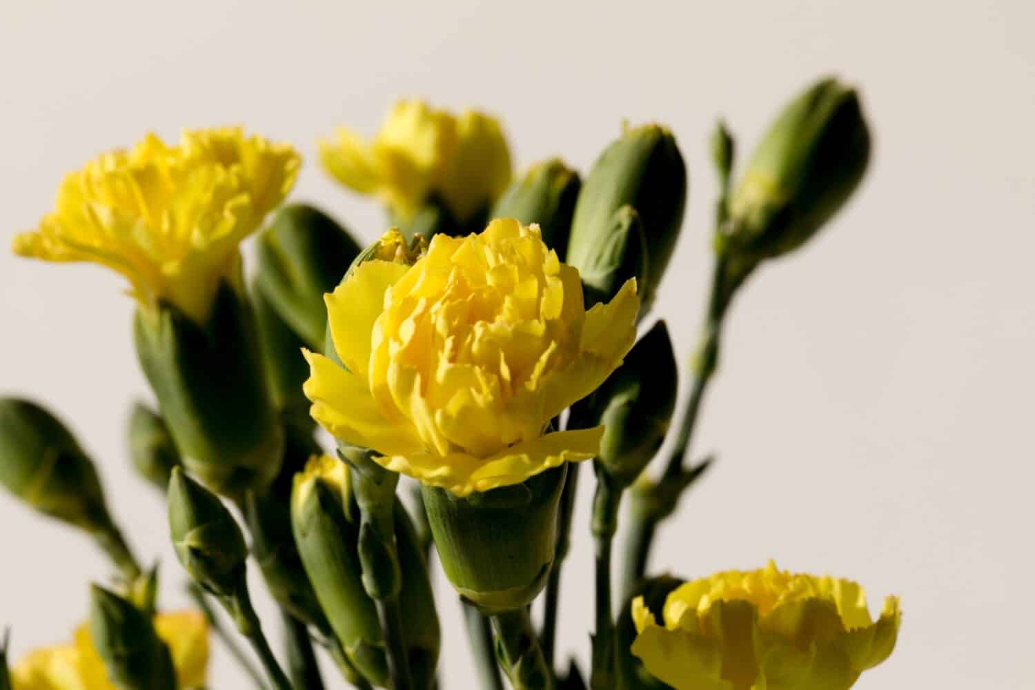 Meaning of Yellow Flowers and When to Gift Them - Xu Farm