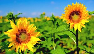 Sunflower Meaning and Symbolism in Love and Life - Xu Farm