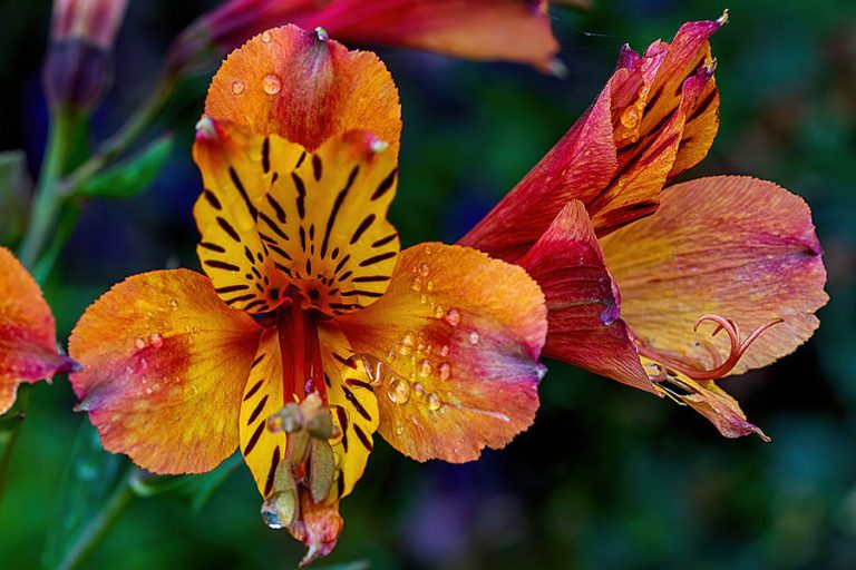 Alstroemeria Flower Meaning and Fascinating Facts - Xu Farm