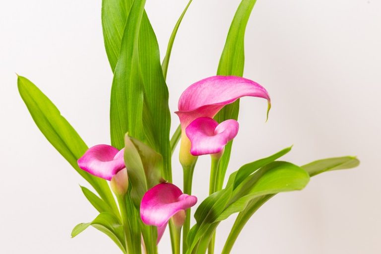 Meaning of Calla Lily and Facts About Calla Lily Are Interesting - Xu Farm