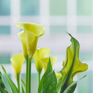 Meaning of Calla Lily and Facts About Calla Lily Are Interesting - Xu Farm