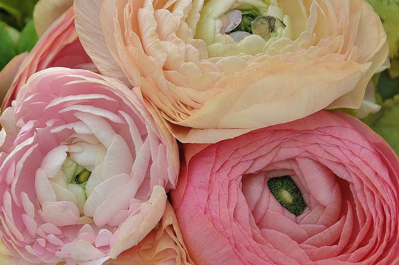 Ranunculus Flower Meaning and the Legends Surrounding It - Xu Farm